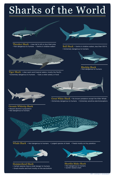 shark size comparison chart