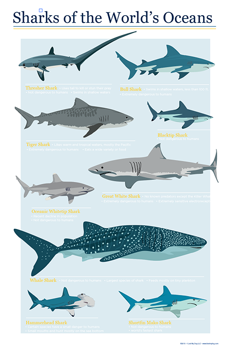 different sharks chart